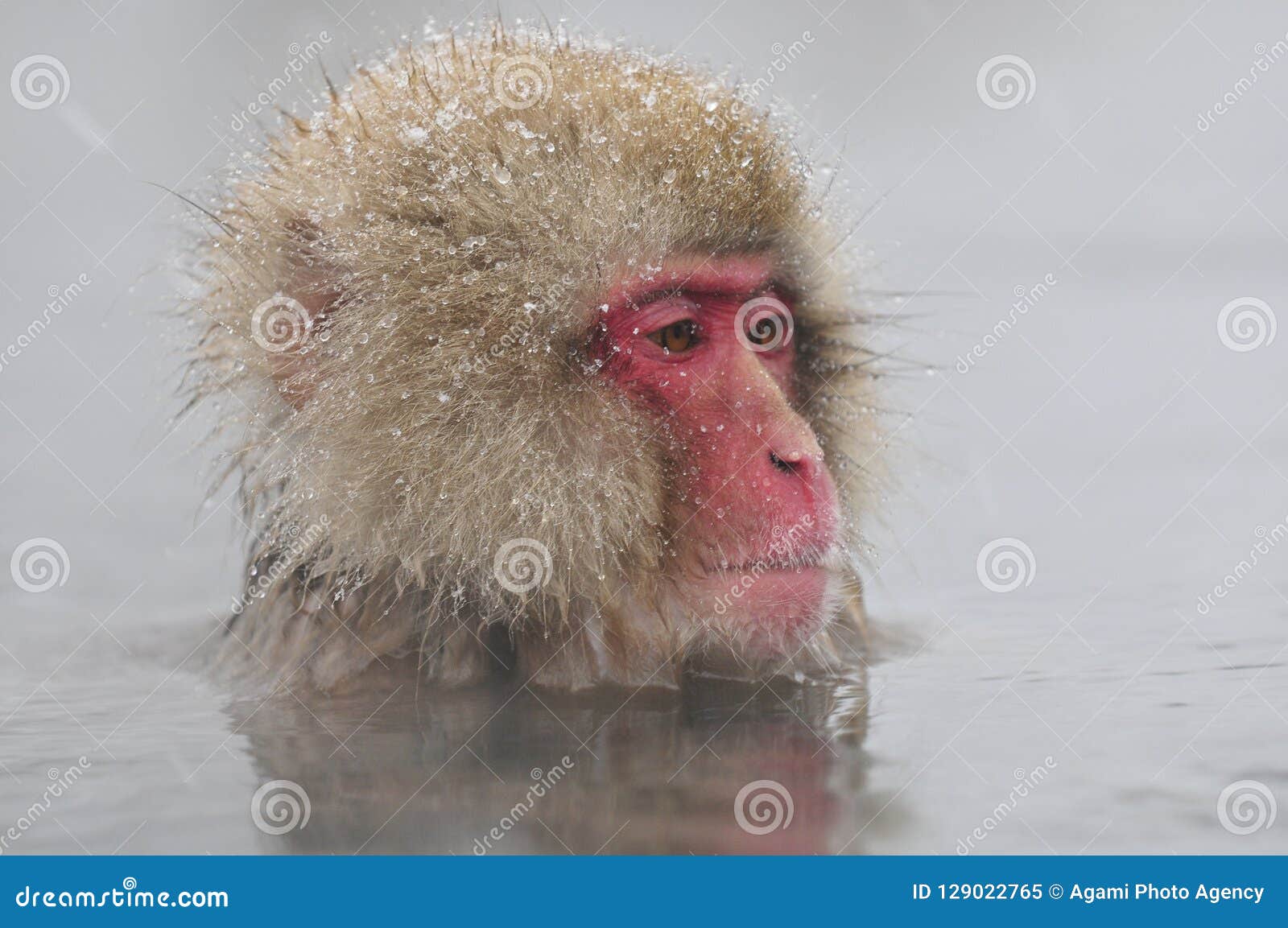 Japanse Makaak, Japanese Macaque, Macaca Fuscata Stock Image - Image of ...