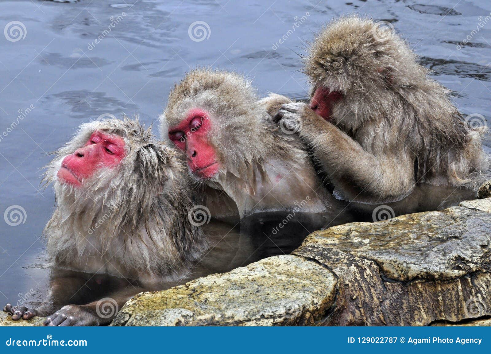 Japanse Makaak, Japanese Macaque, Macaca Fuscata Stock Image - Image of ...