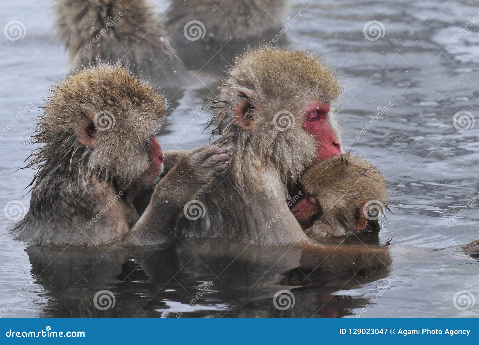 Japanse Makaak, Japanese Macaque, Macaca Fuscata Stock Image - Image of ...