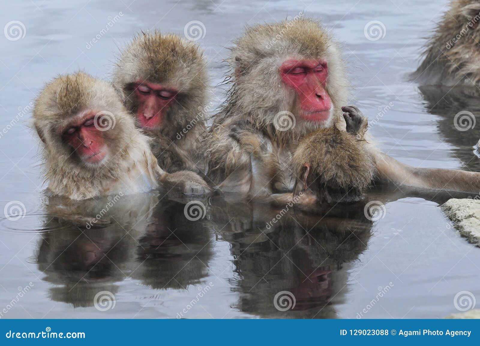 Japanse Makaak, Japanese Macaque, Macaca Fuscata Stock Photo - Image of ...