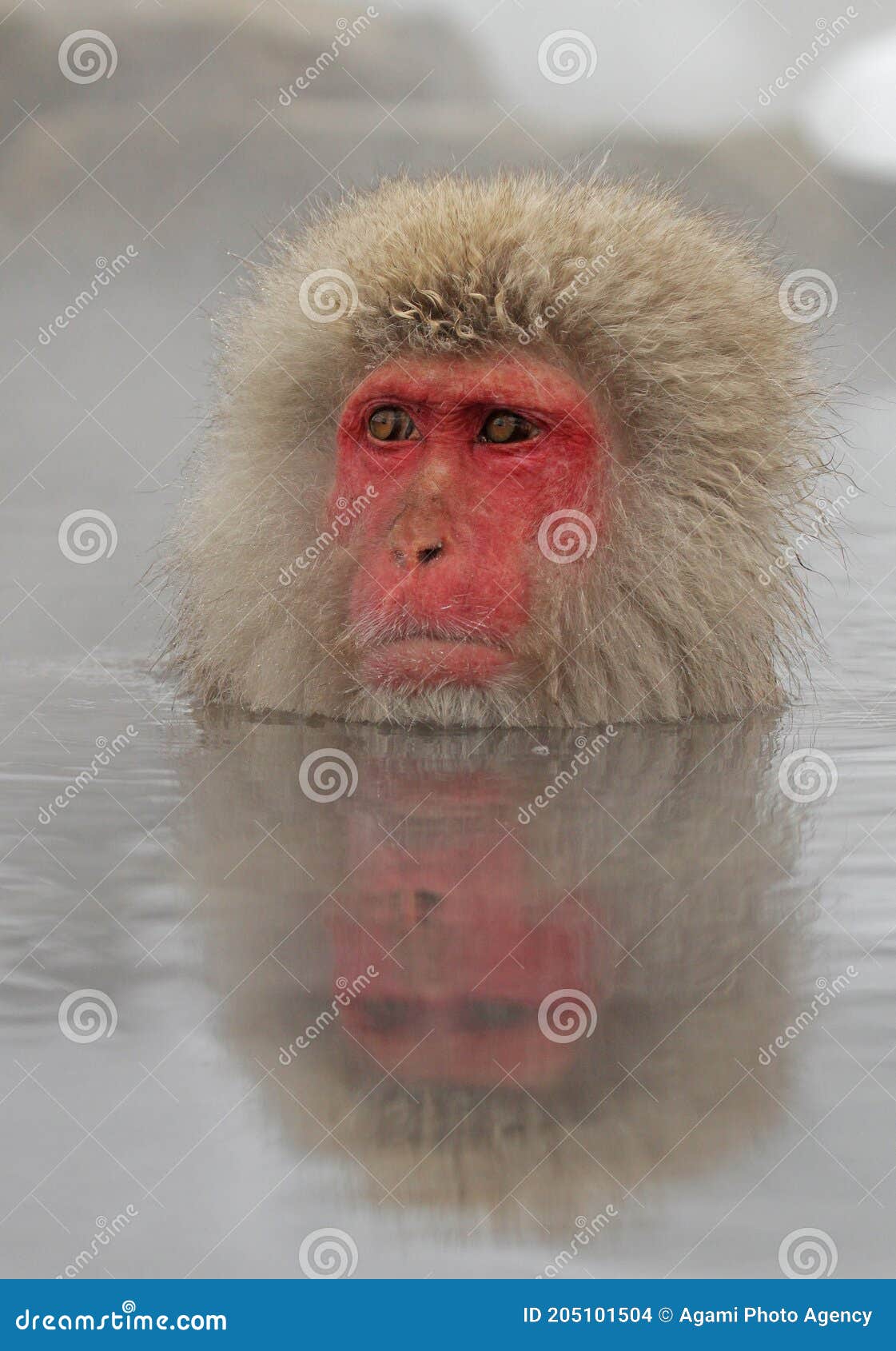 Japanse Makaak, Japanese Macaque, Macaca Fuscata Stock Photo - Image of ...