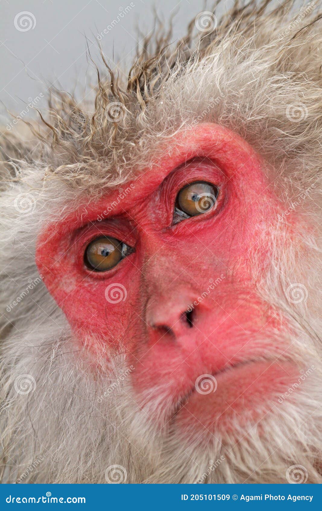 Japanse Makaak, Japanese Macaque, Macaca Fuscata Stock Image - Image of ...