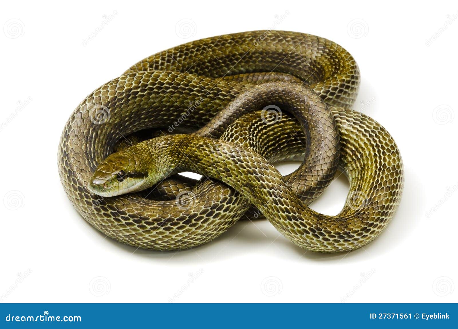 Japanse rattenslang stock afbeelding. Image of schepsel - 27371561