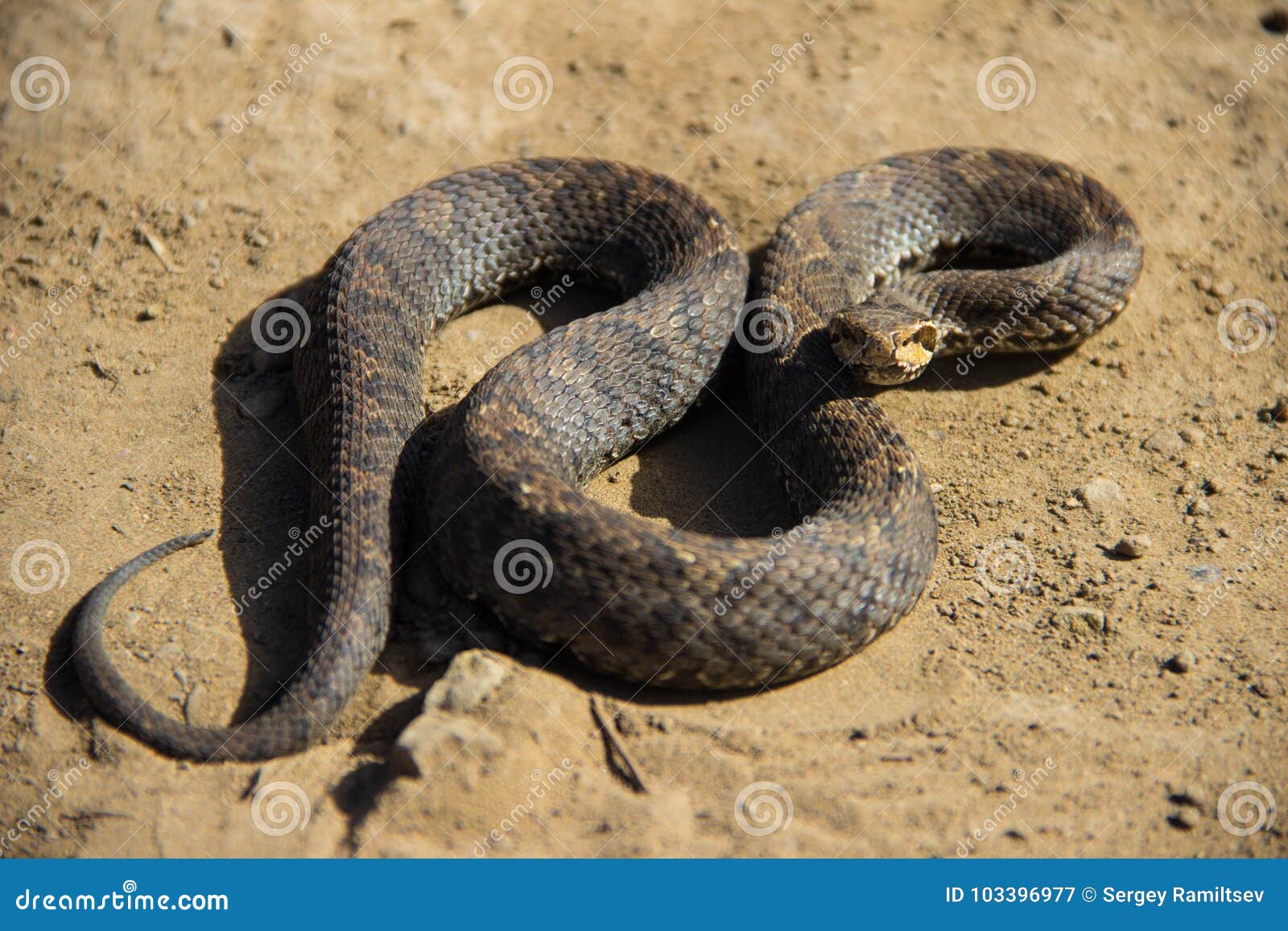 Japanse ringslang stock afbeelding. Image of slang, aanval - 103396977