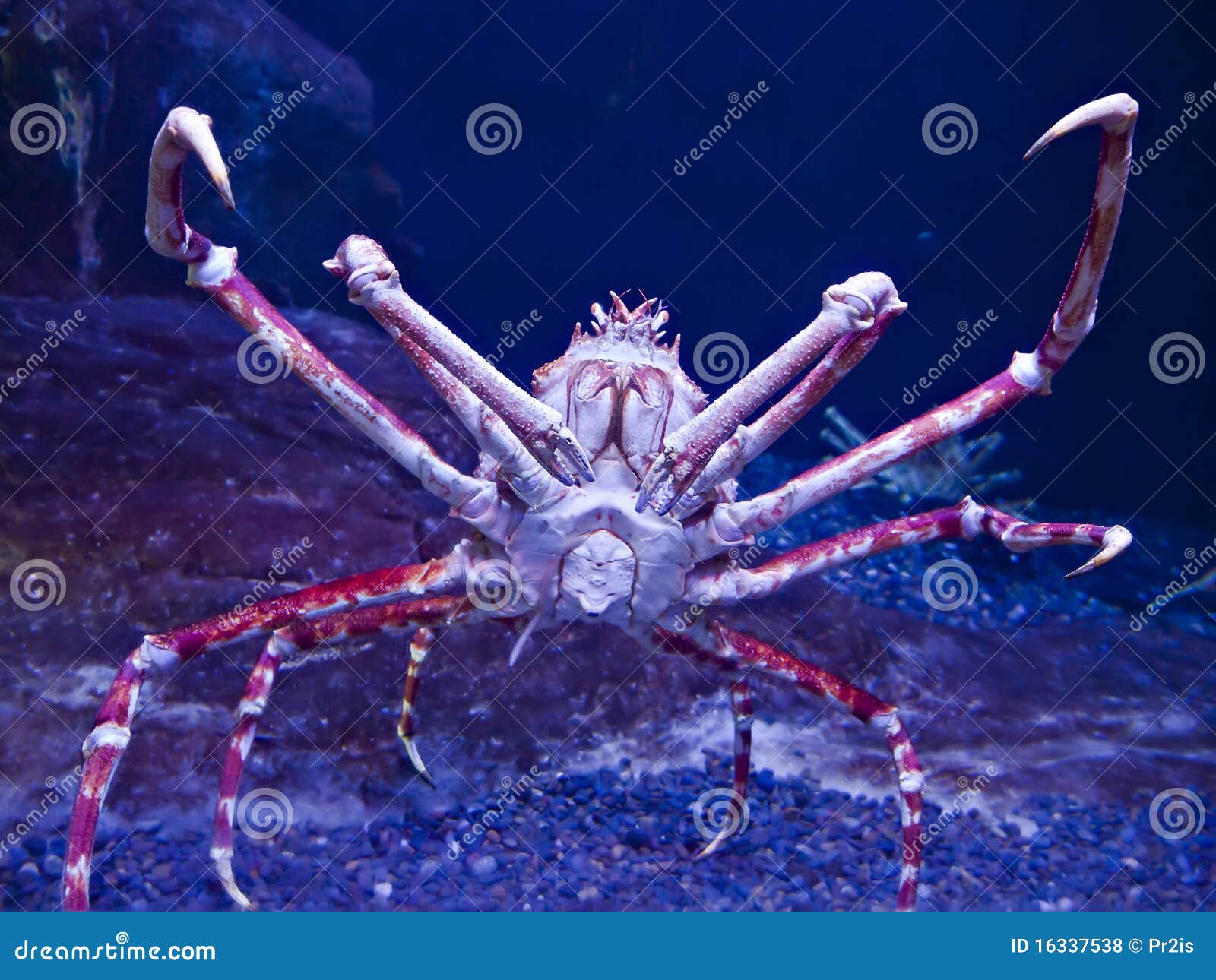 Japanse spinkrab stock foto. Image of spin, schaaldieren - 16337538