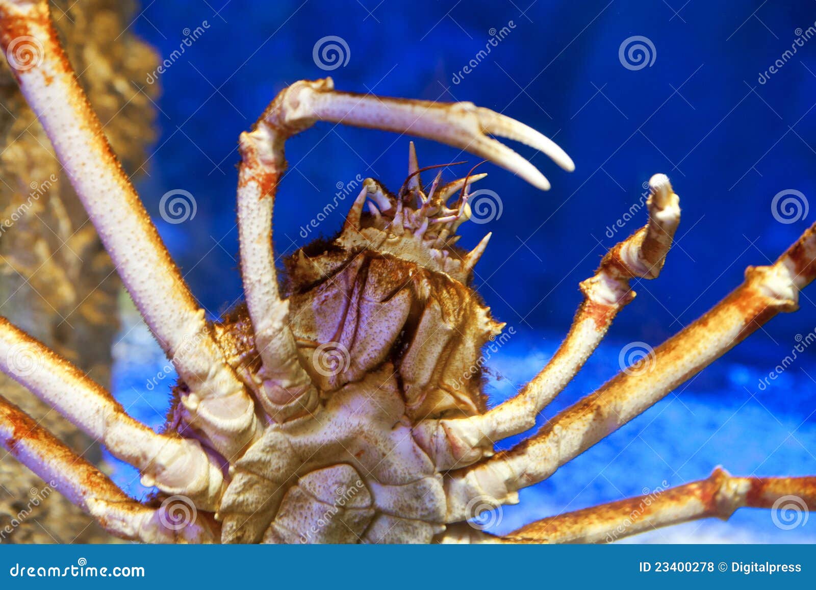 Japanse spinkrab stock foto. Image of krab, vreedzaam - 23400278
