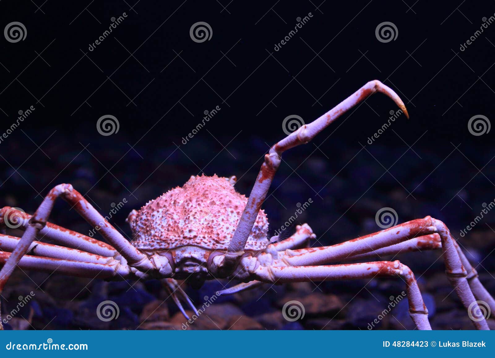 Japanse spinkrab stock afbeelding. Image of spin, japans - 48284423