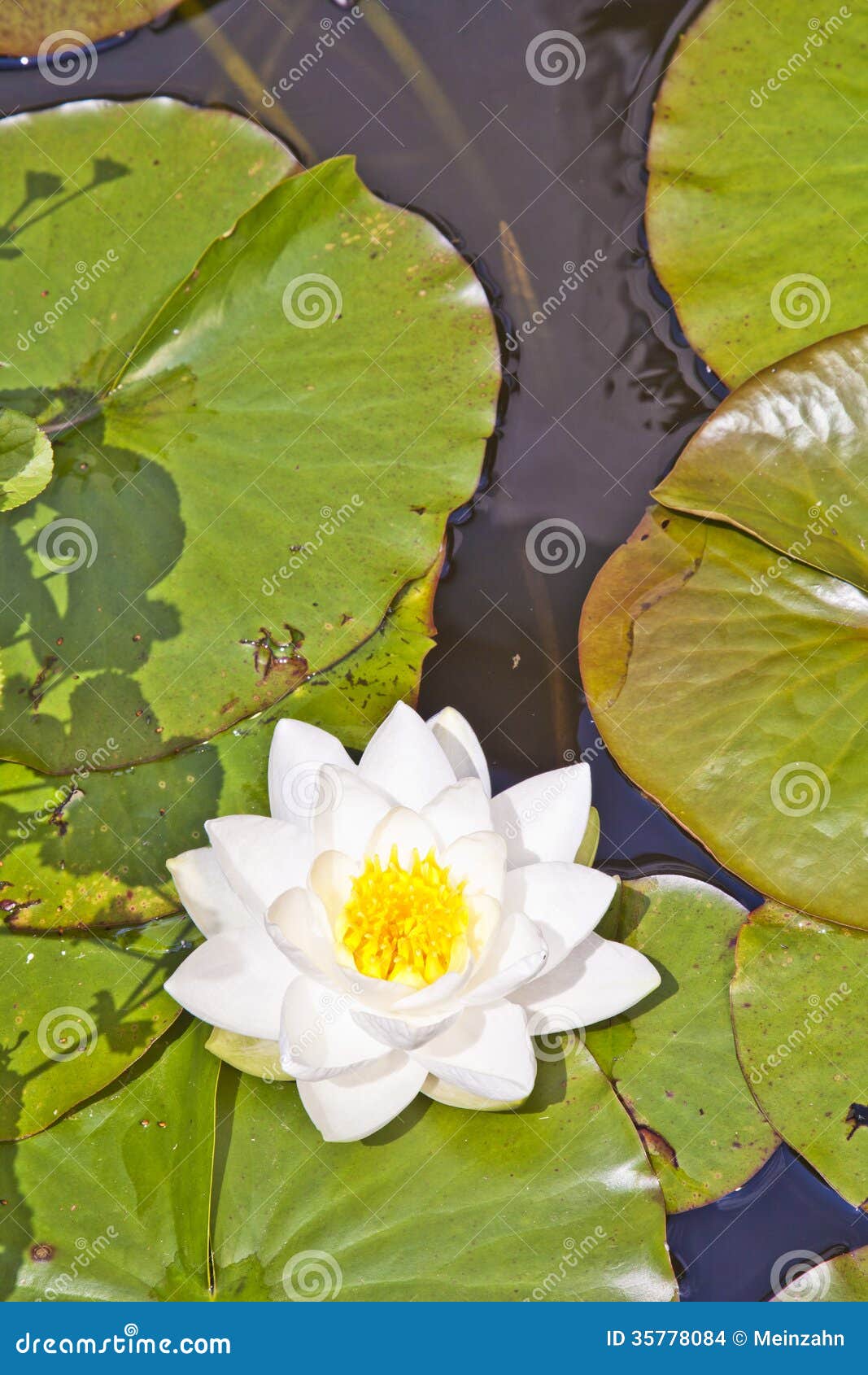 Japanse Witte Lotusbloemwaterlelie Stock Foto - Image of ecosysteem ...