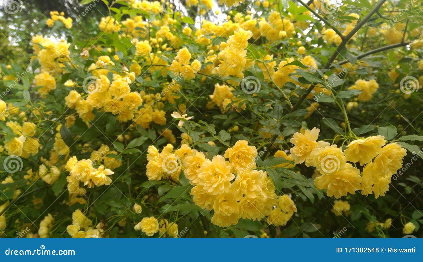 Japenese rose stock photo. Image of rose, japenese, yellow - 171302548