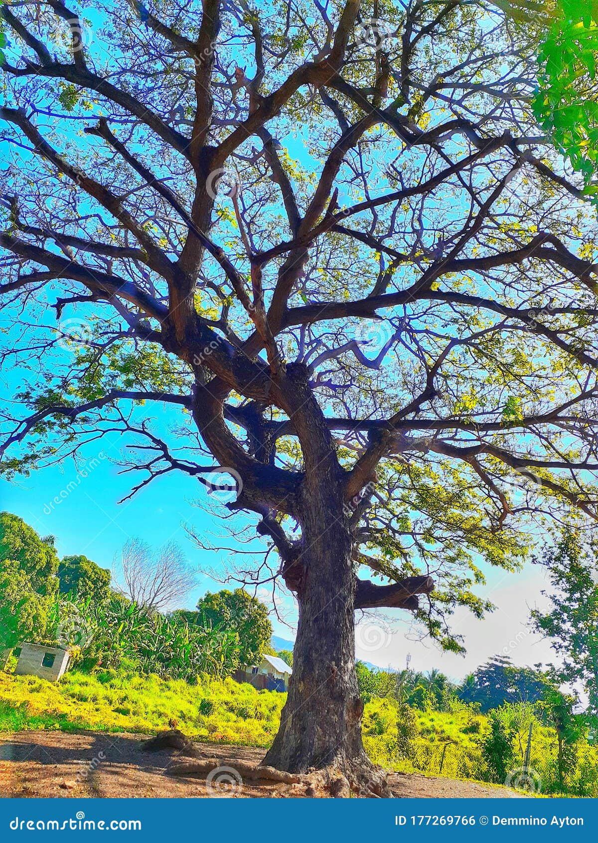 Japics Pace Joyfulness Gracefulness Stock Photo - Image of pace, japics ...