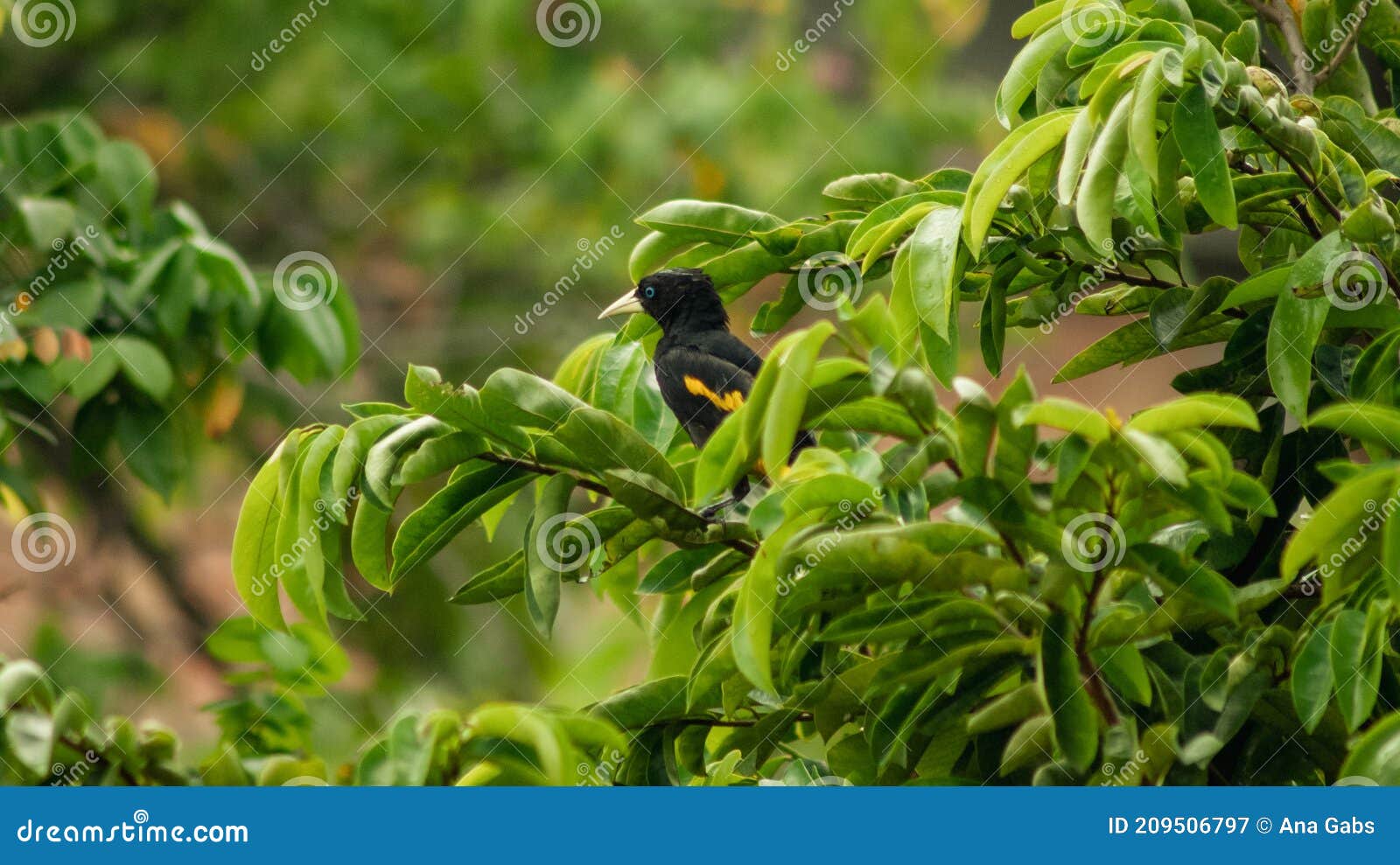 Japiim the bird stock image. Image of animal, bird, grass - 209506797