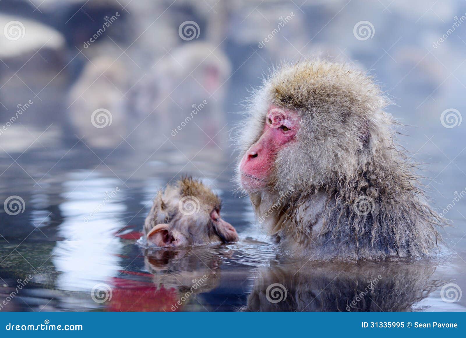 Japońscy makaki obraz stock. Obraz złożonej z małpy, balia - 31335995