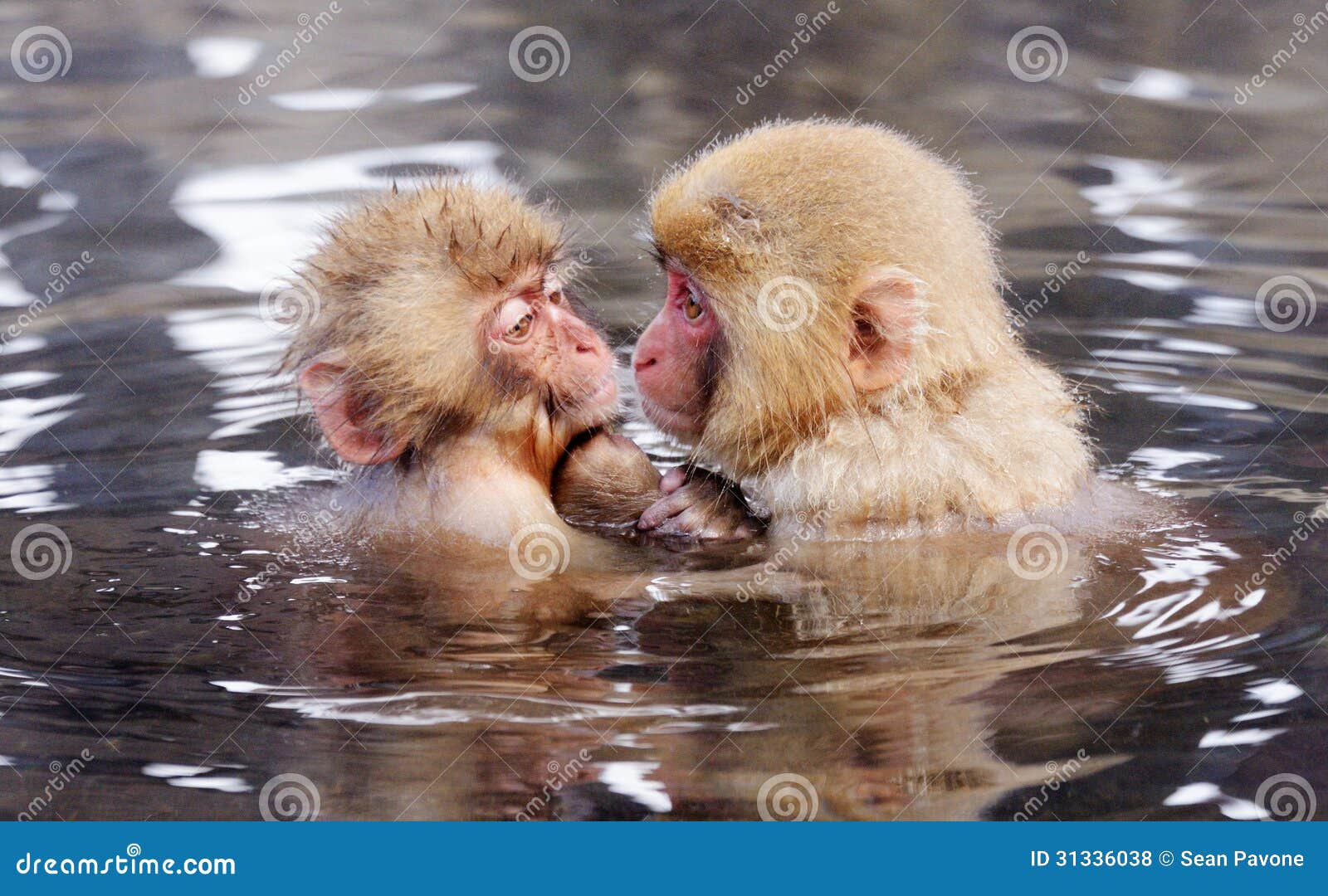 Japońscy makaki zdjęcie stock. Obraz złożonej z japończycy - 31336038