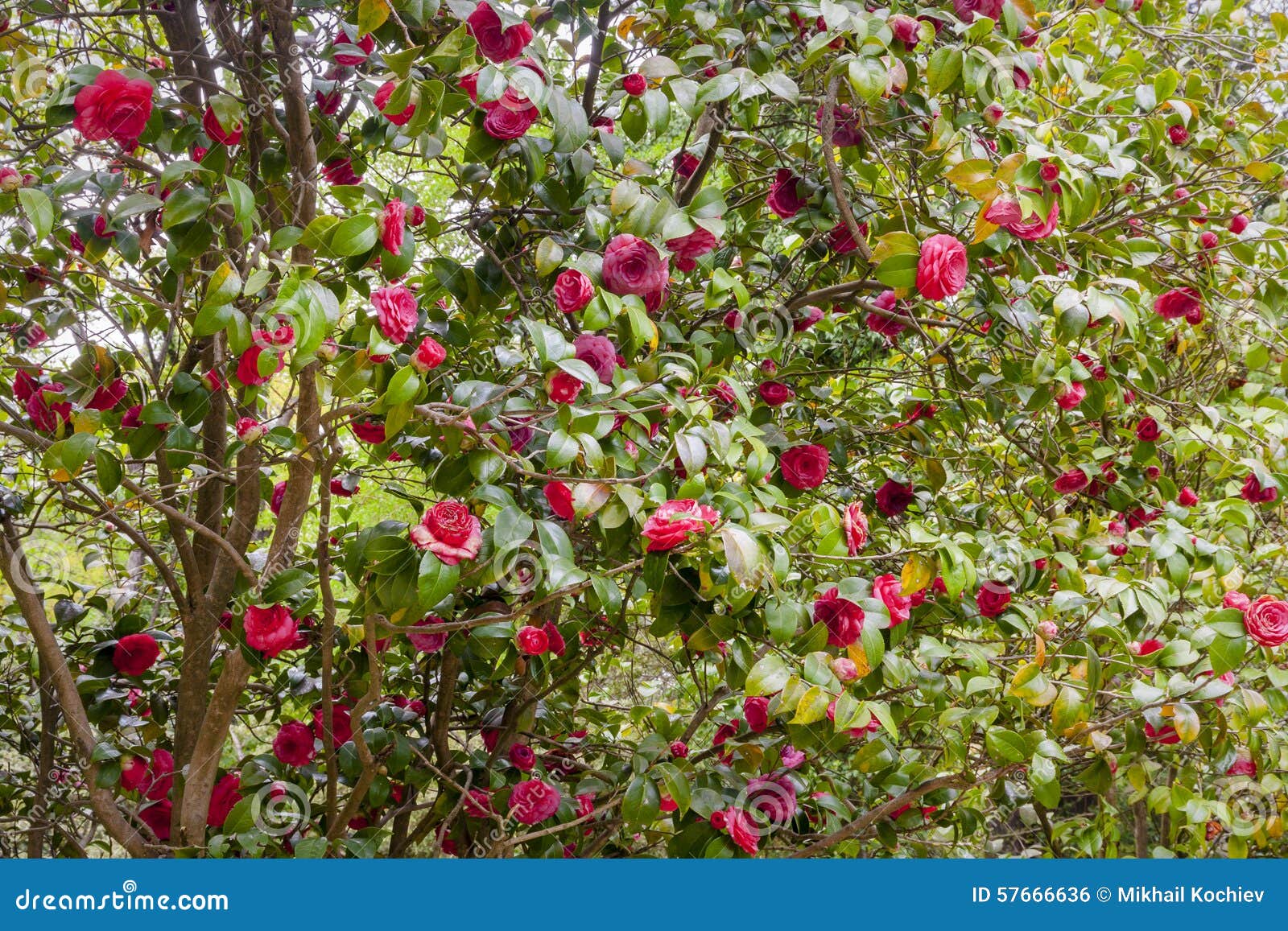 Japonica Della Camelia Del Fiore Fotografia Stock - Immagine di ...