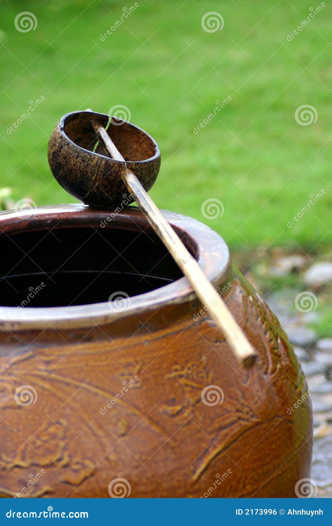 The Coconut Shell On The Ground In The Forest Look Like Human Face ...