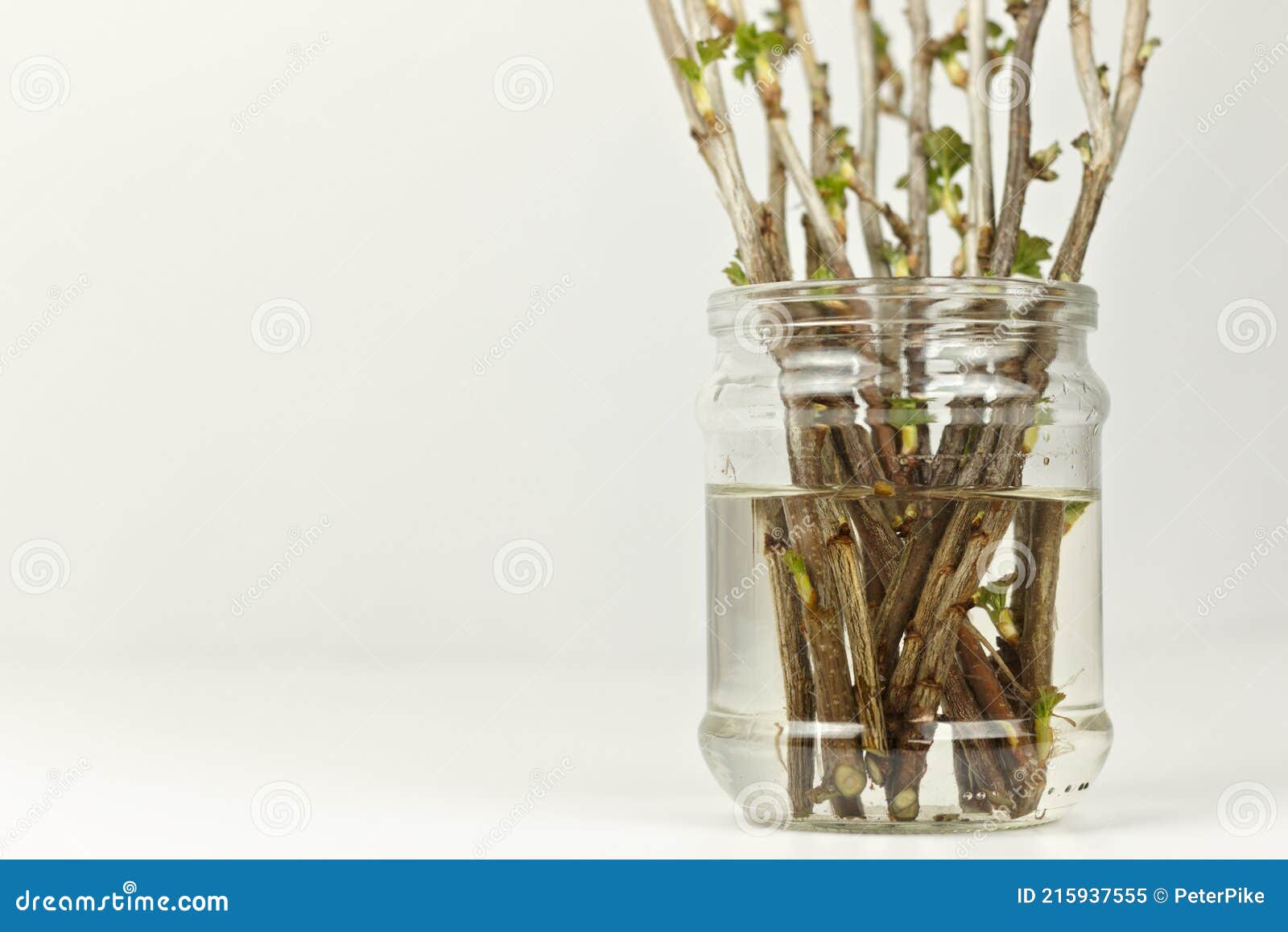 Jar with Currant Cuttings on a White Background. New Seedlings Growing ...