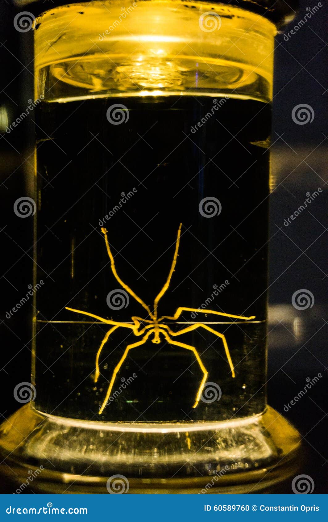 Jar of Formaldehyde with Creature Stock Photo - Image of incandescence ...