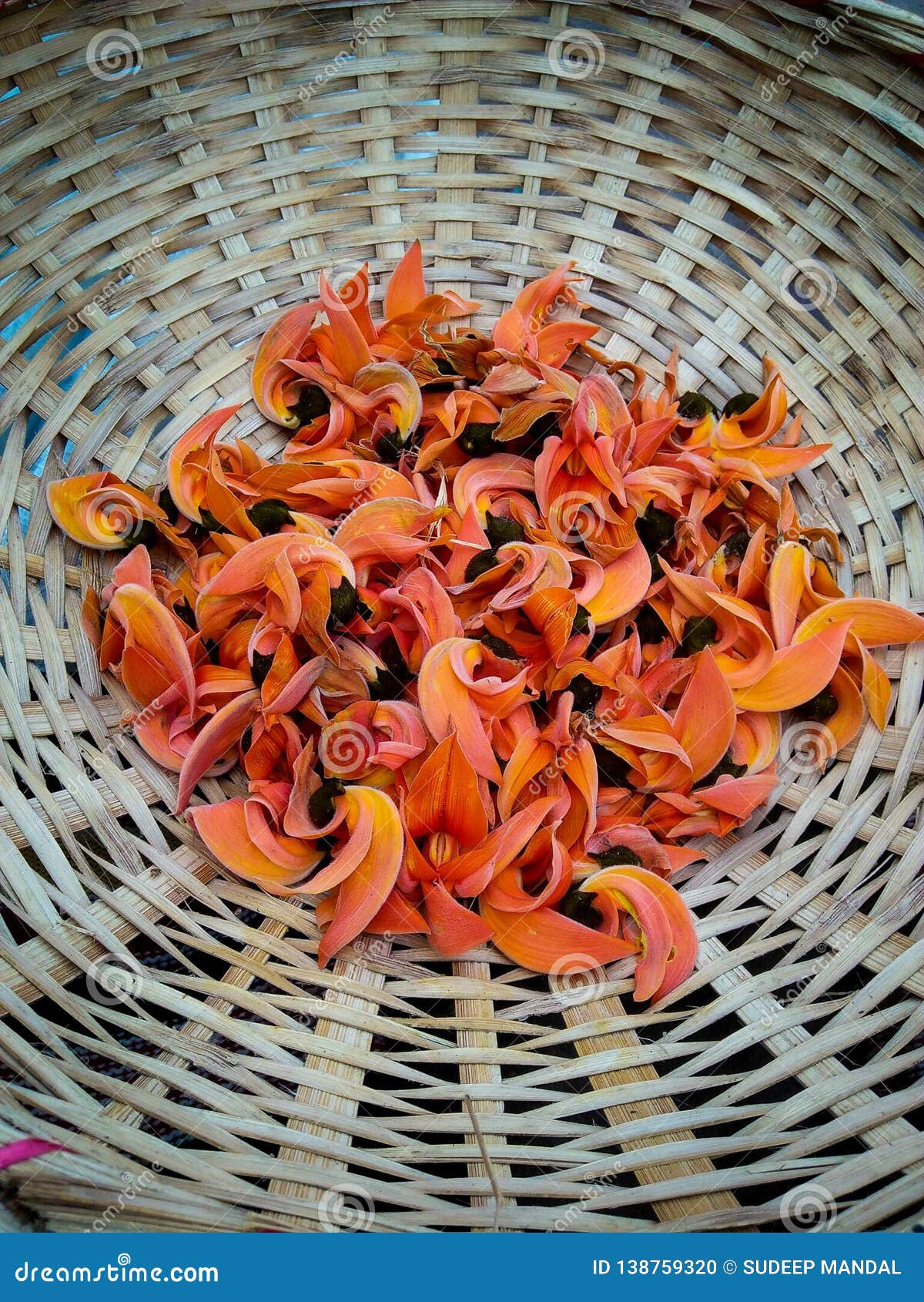 Polash Flower Stock Photos - Free & Royalty-Free Stock Photos from ...