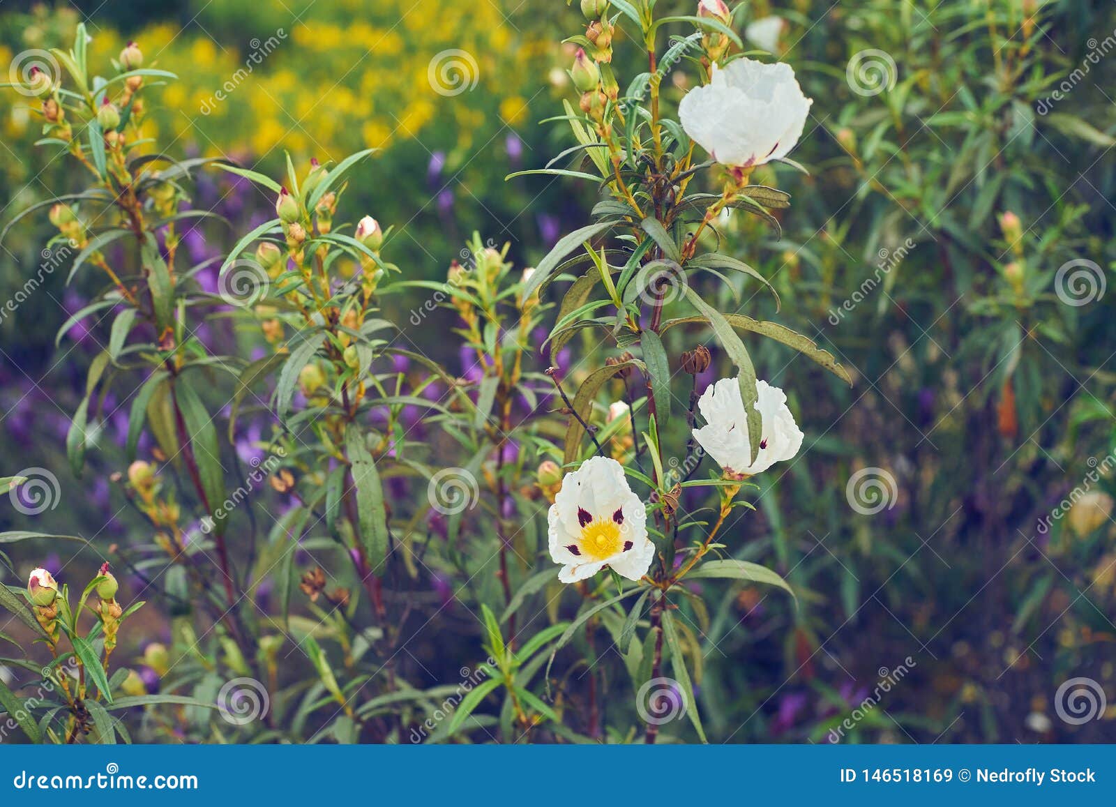 Pink Gum Bloom - Cistus Ladanifer in the Fields of Dehesa ExtremeÃ±a ...