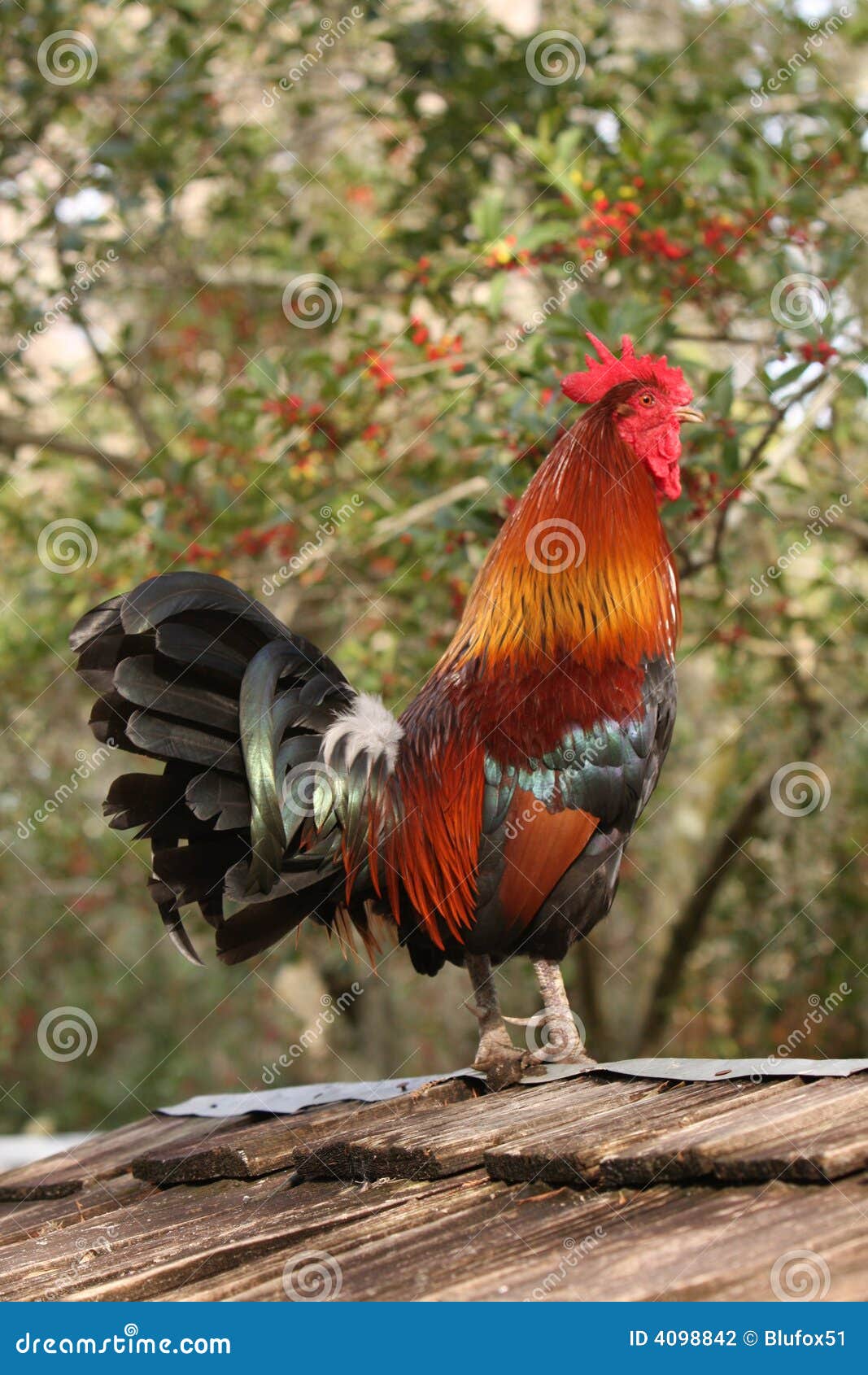 Jarad stock photo. Image of poultry, animals, farm, fowl - 4098842