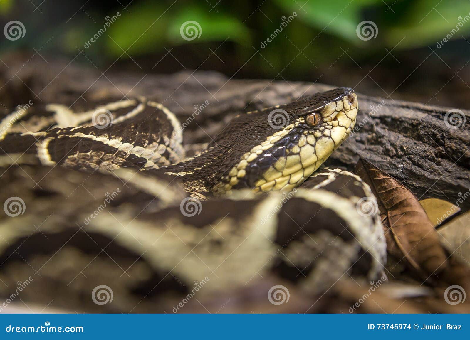 Jararacussu Snake (bothrops Jararacussu) Slithering on the Bare Stock ...
