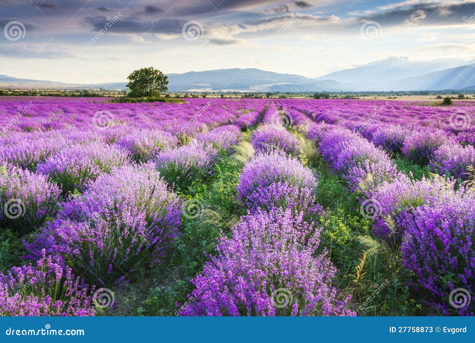 Jardín de la lavanda imagen de archivo. Imagen de lavanda - 27758873