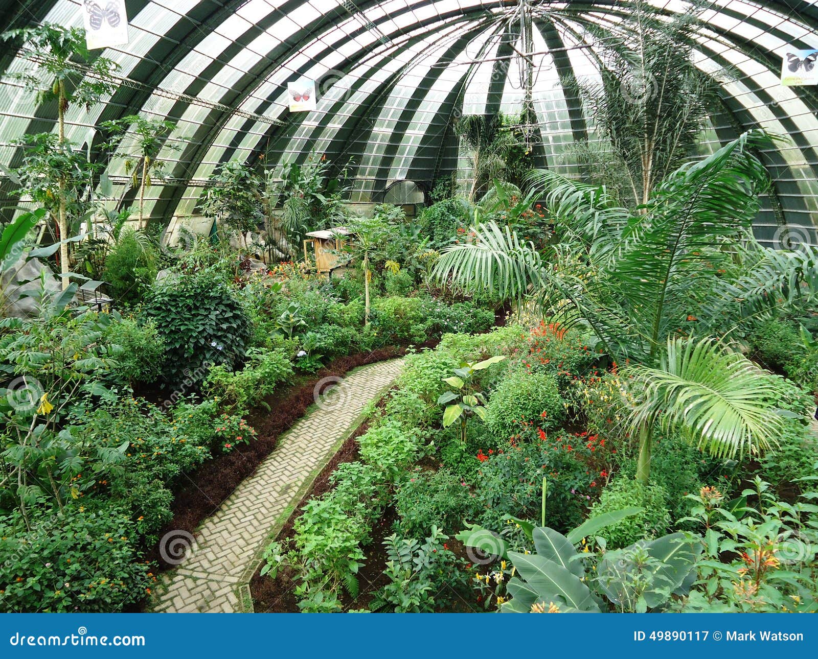 Jardín de las mariposas fotografía editorial. Imagen de cubo - 49890117