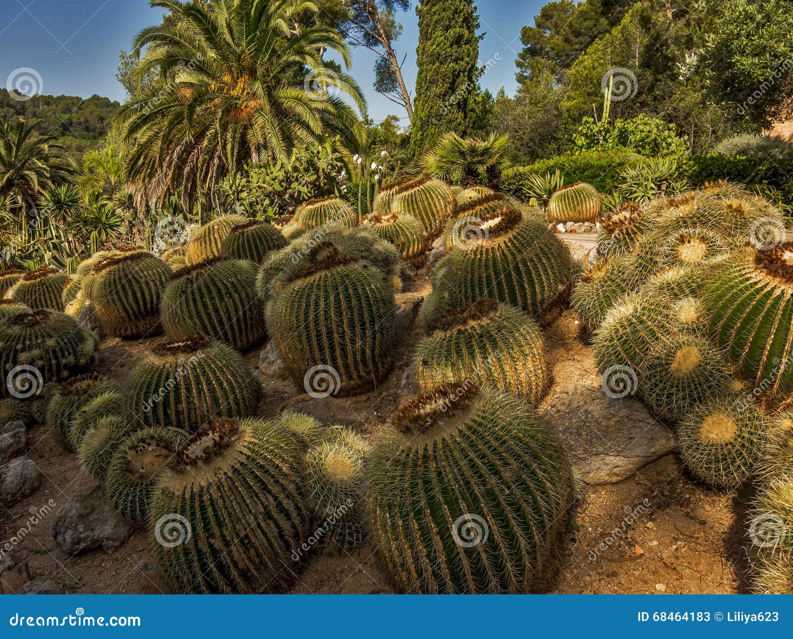 Jardín Del Cactus Con Las Palmeras Imagen de archivo - Imagen de ...