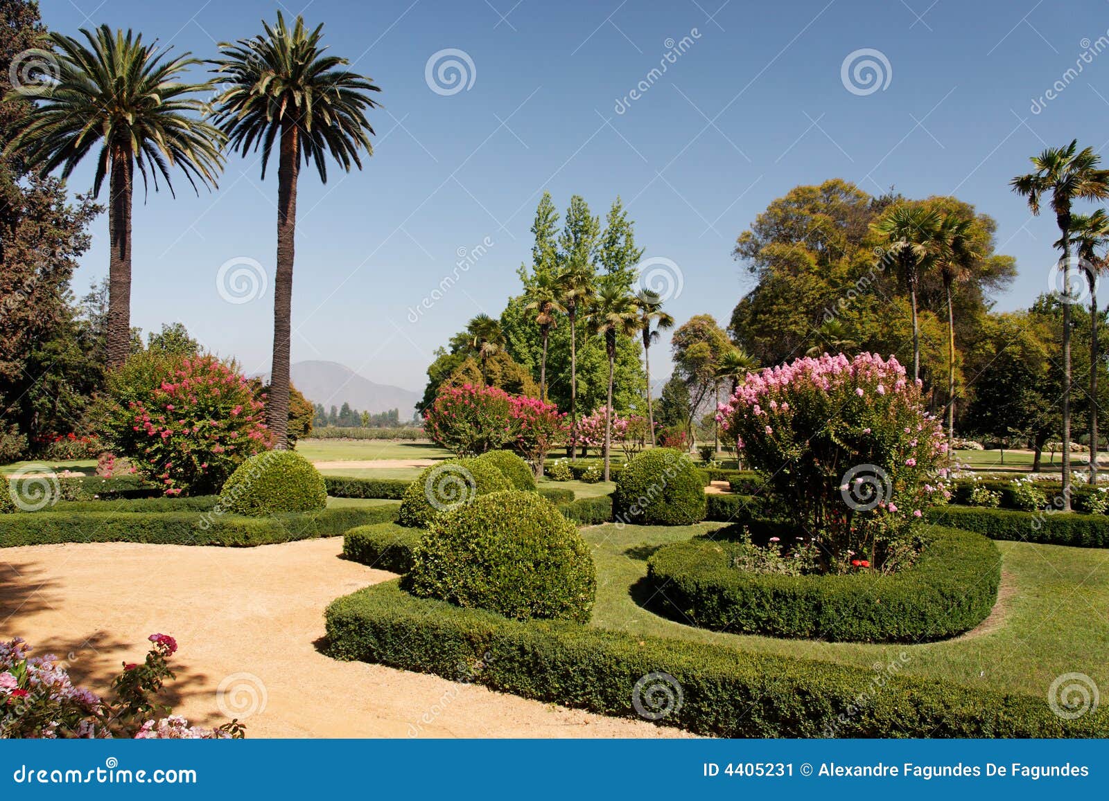 Jardín lujoso imagen de archivo. Imagen de palma, pino - 4405231