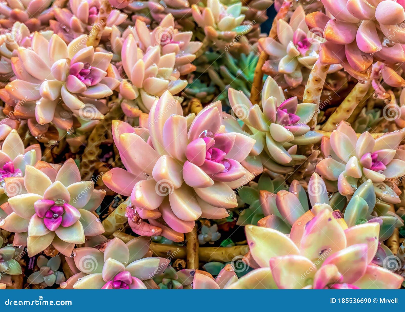 Jardim De Plantas Suculentas, Cor-de-rosa E Verde Foto de Stock ...
