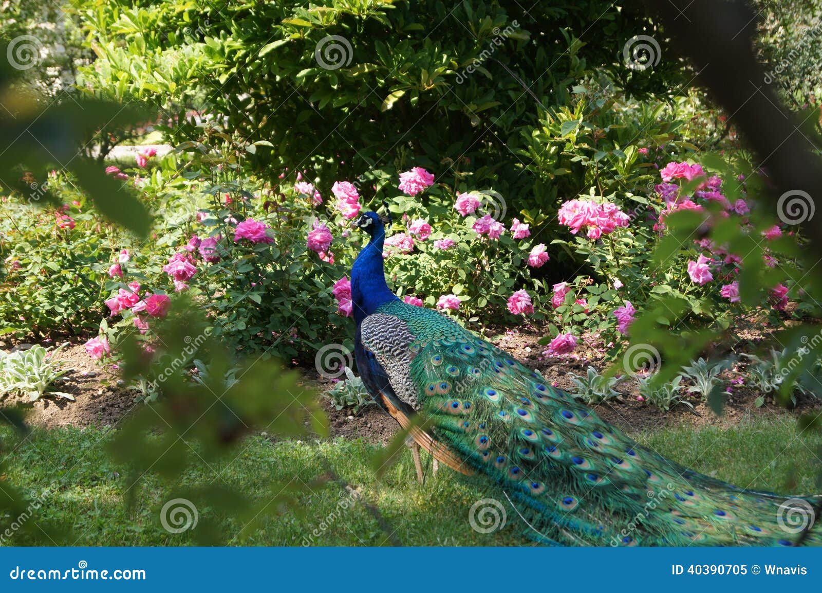 Jardim Do Paraíso Com Pavão Imagem de Stock - Imagem de europeu, rosas ...