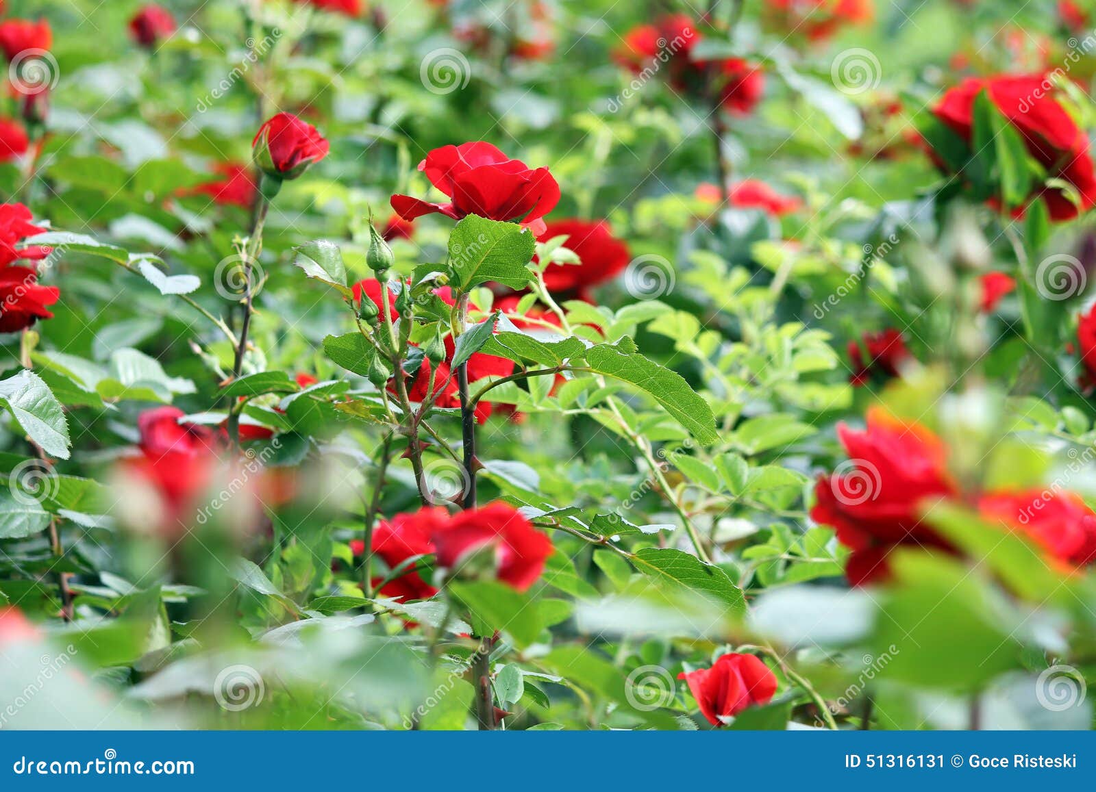 Jardin Avec La Fleur De Roses Rouges Image stock - Image du rose ...