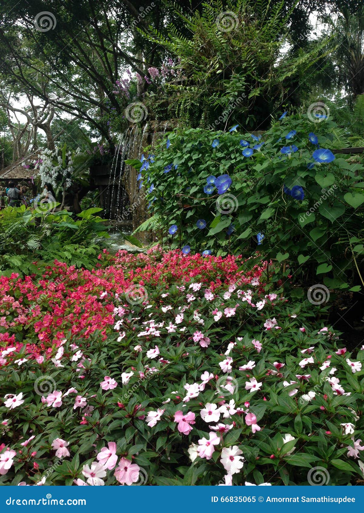 Jardin botanique image stock. Image du feuillage, jardins - 66835065