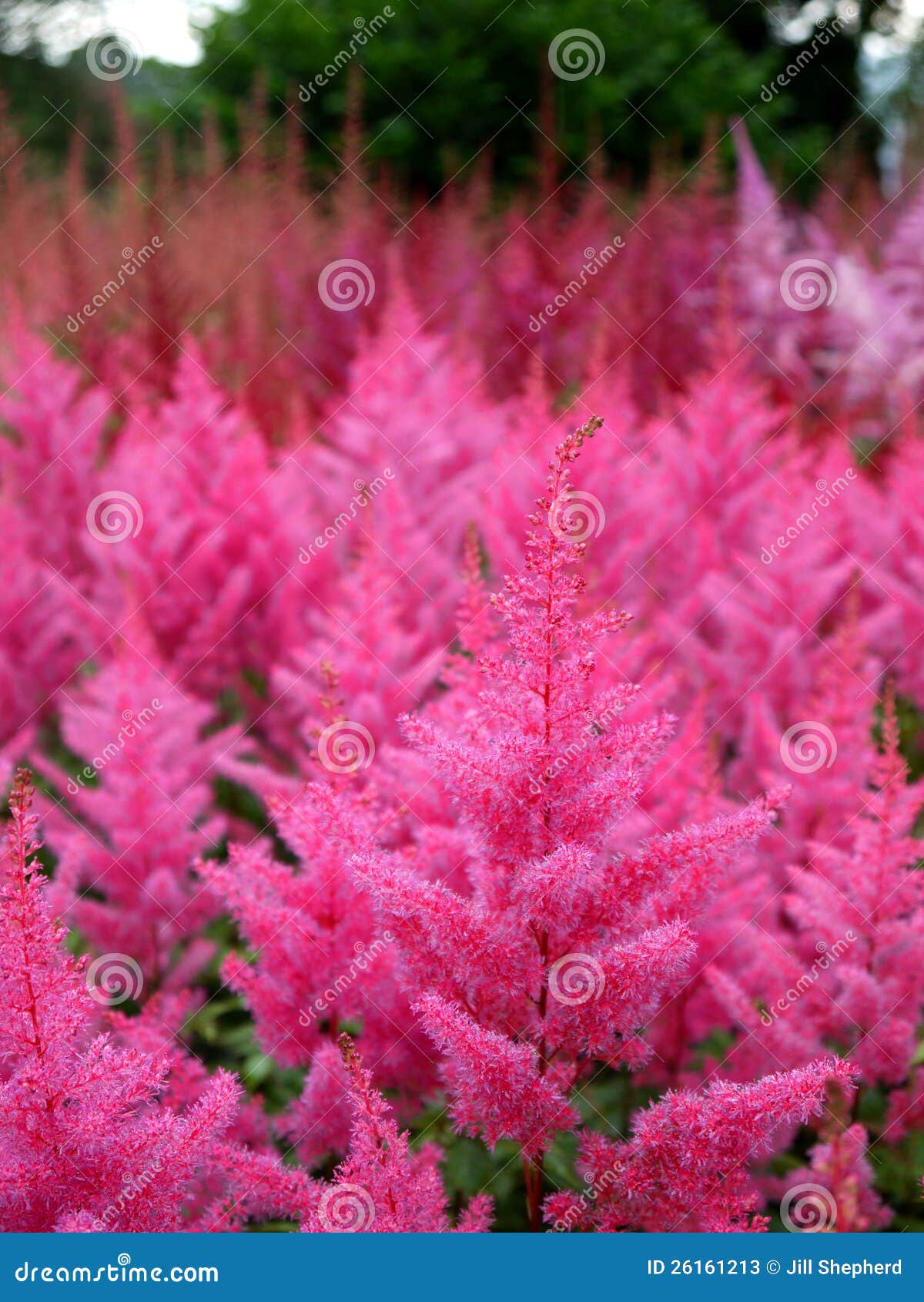 Jardin : Cadre Rose De Fleur D'Astilbe Image stock - Image du ...