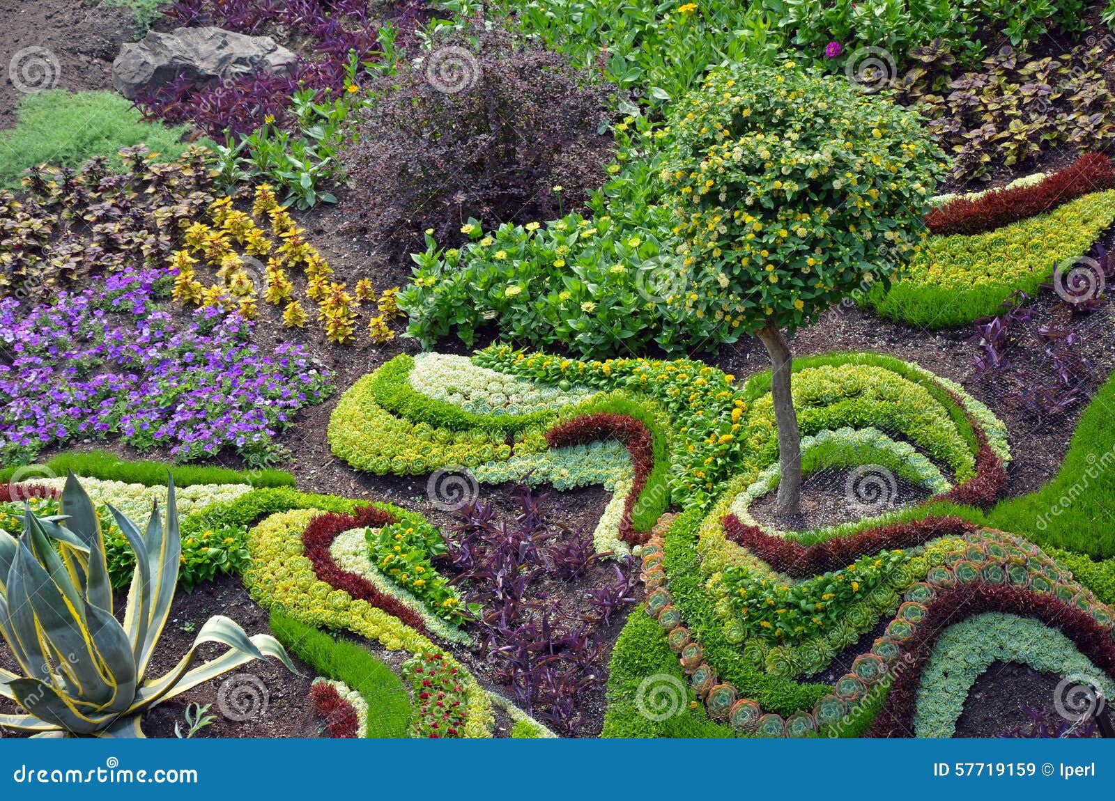 Jardin coloré d'été image stock. Image du cactus, végétation - 57719159