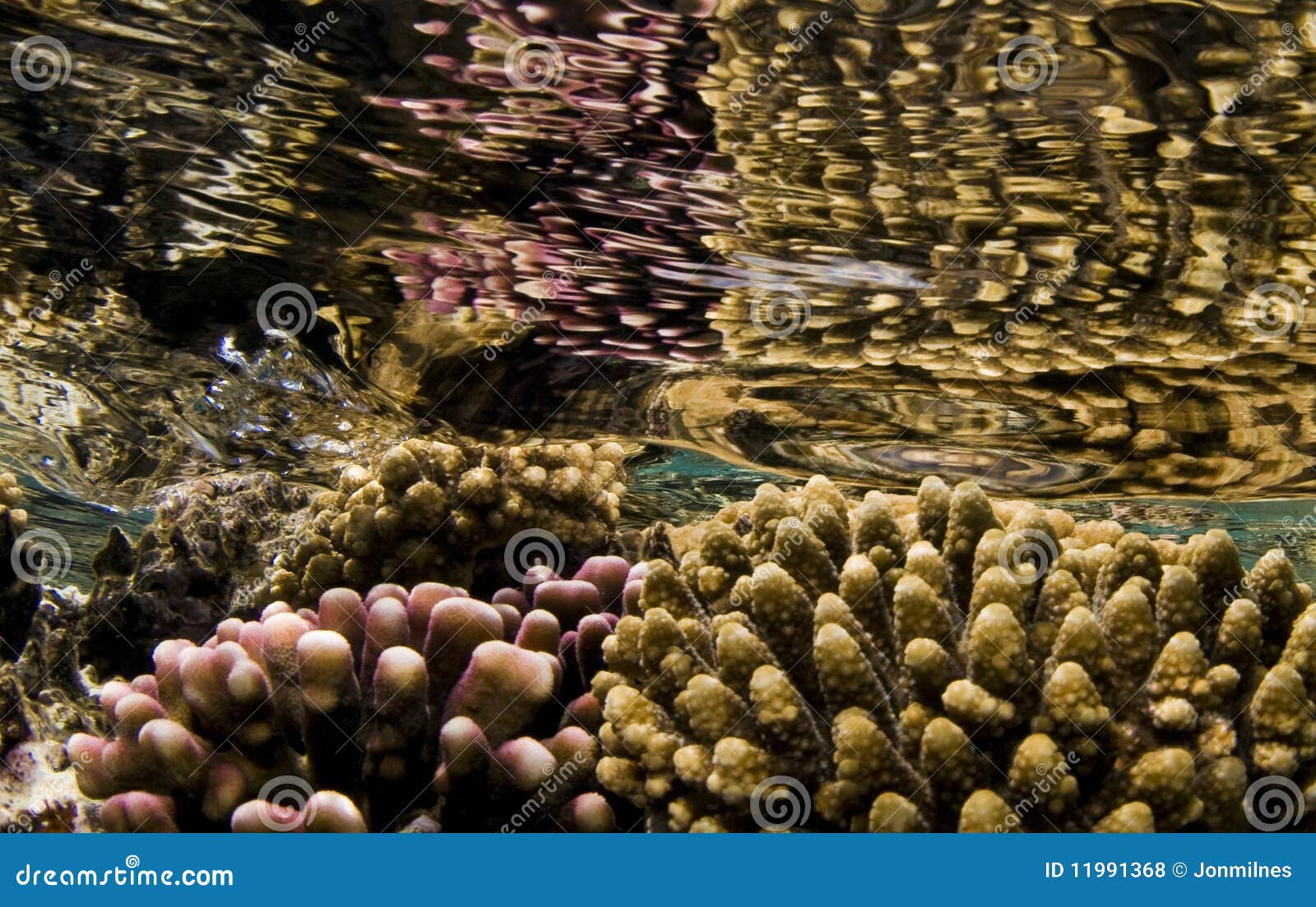 Jardin de corail photo stock. Image du récif, piqué, large - 11991368