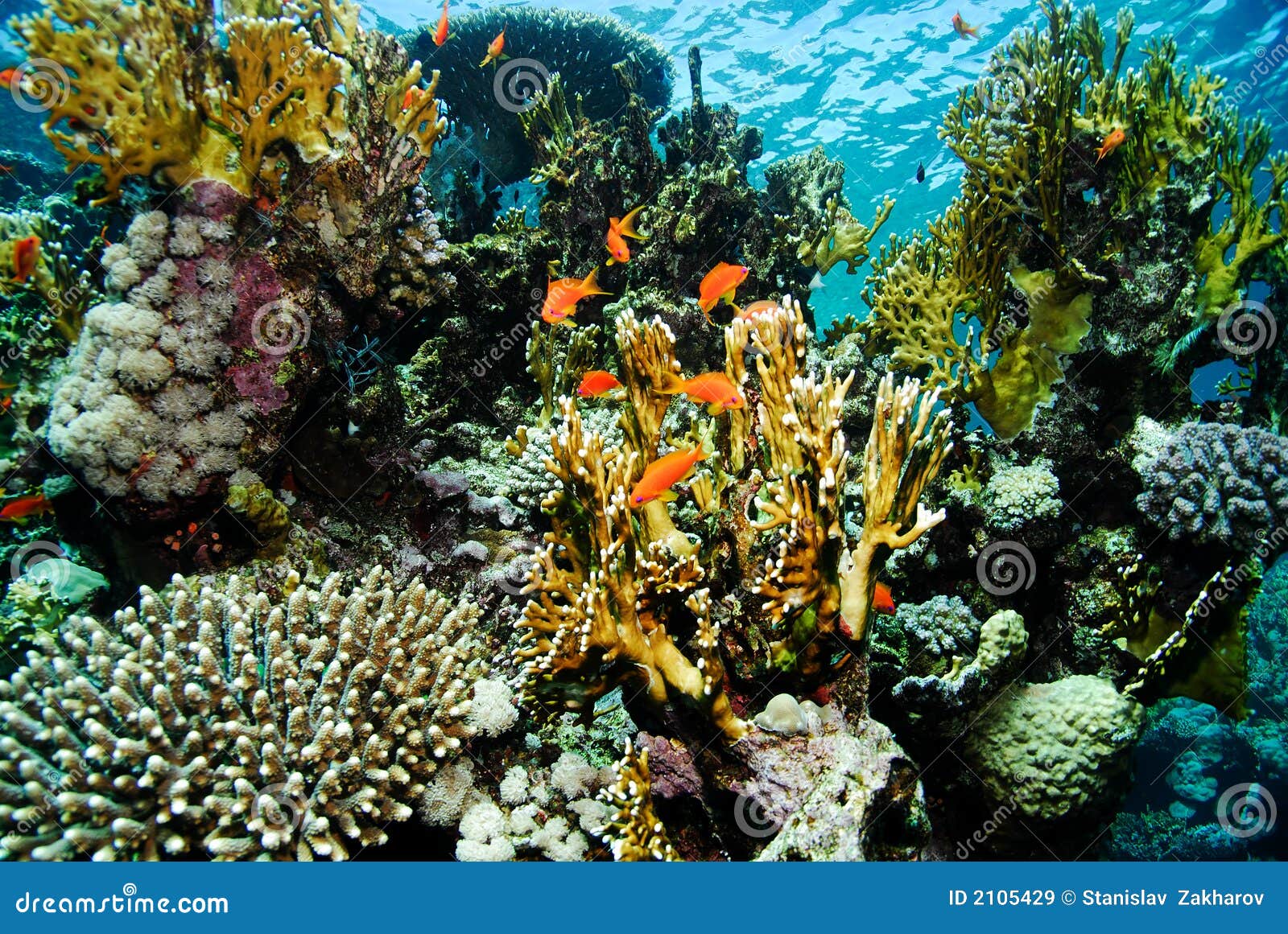 Jardin de corail image stock. Image du plongée, nikon - 2105429