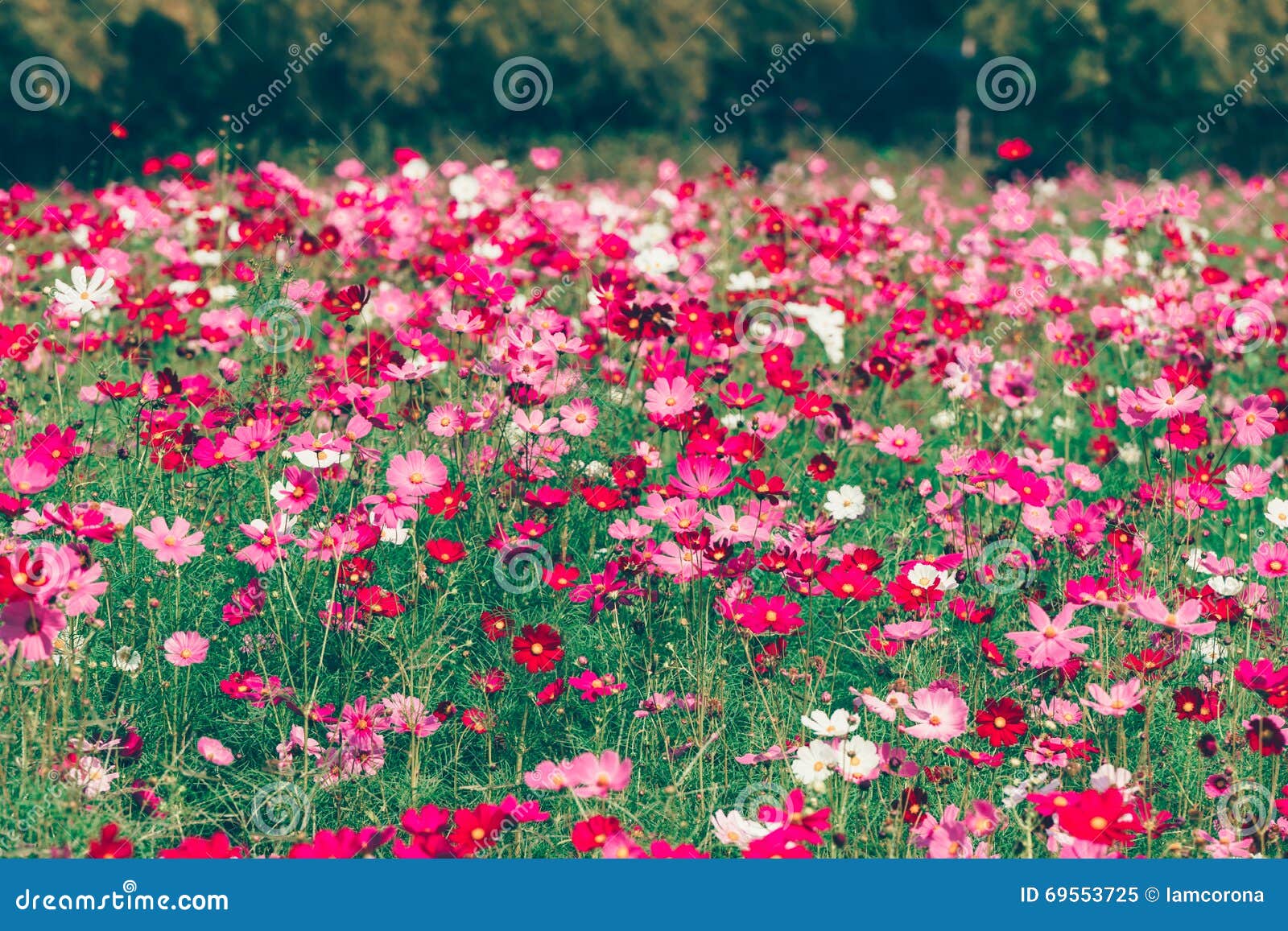 Jardin De Fleurs Rose Et Rouge De Cosmos Image stock - Image du mignon ...