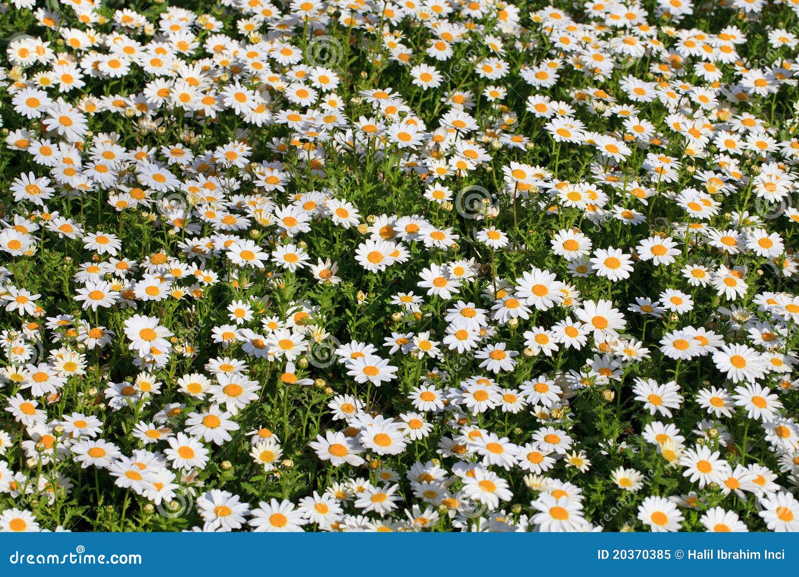 Jardin de marguerites image stock. Image du croissance - 20370385