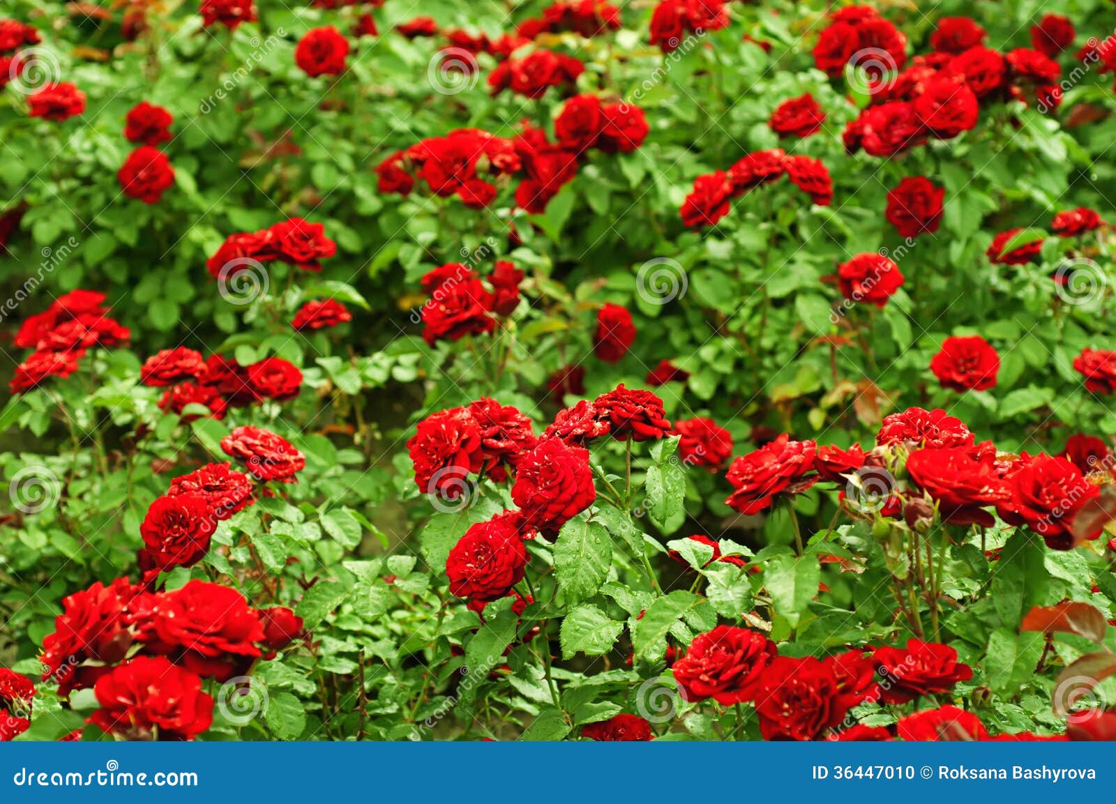 Beau Jardin De Roses Rouges