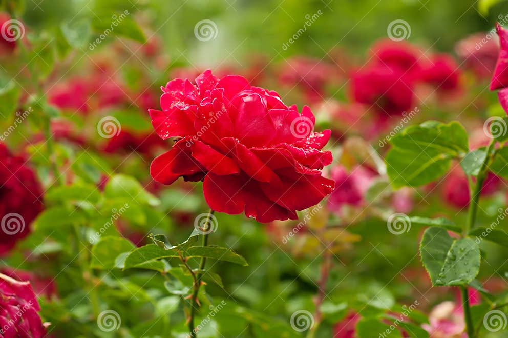 Jardin de roses rouges image stock. Image du bouquet - 36447045