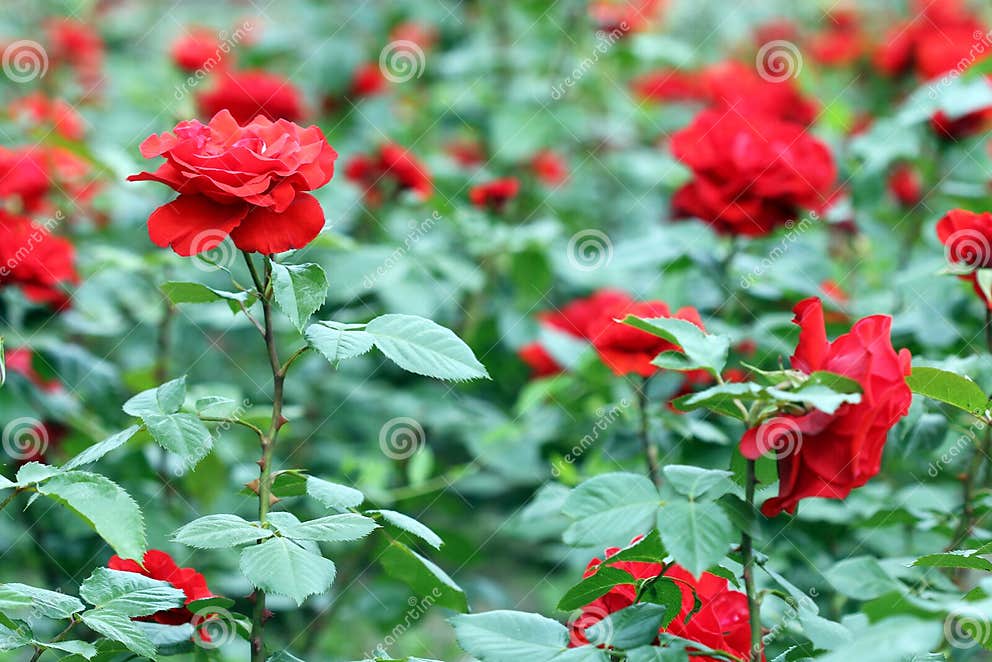 Jardin de roses rouges photo stock. Image du roses, nature - 41018946