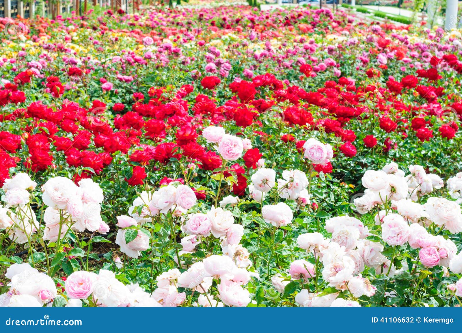 Jardin des roses photo stock. Image du développement - 41106632