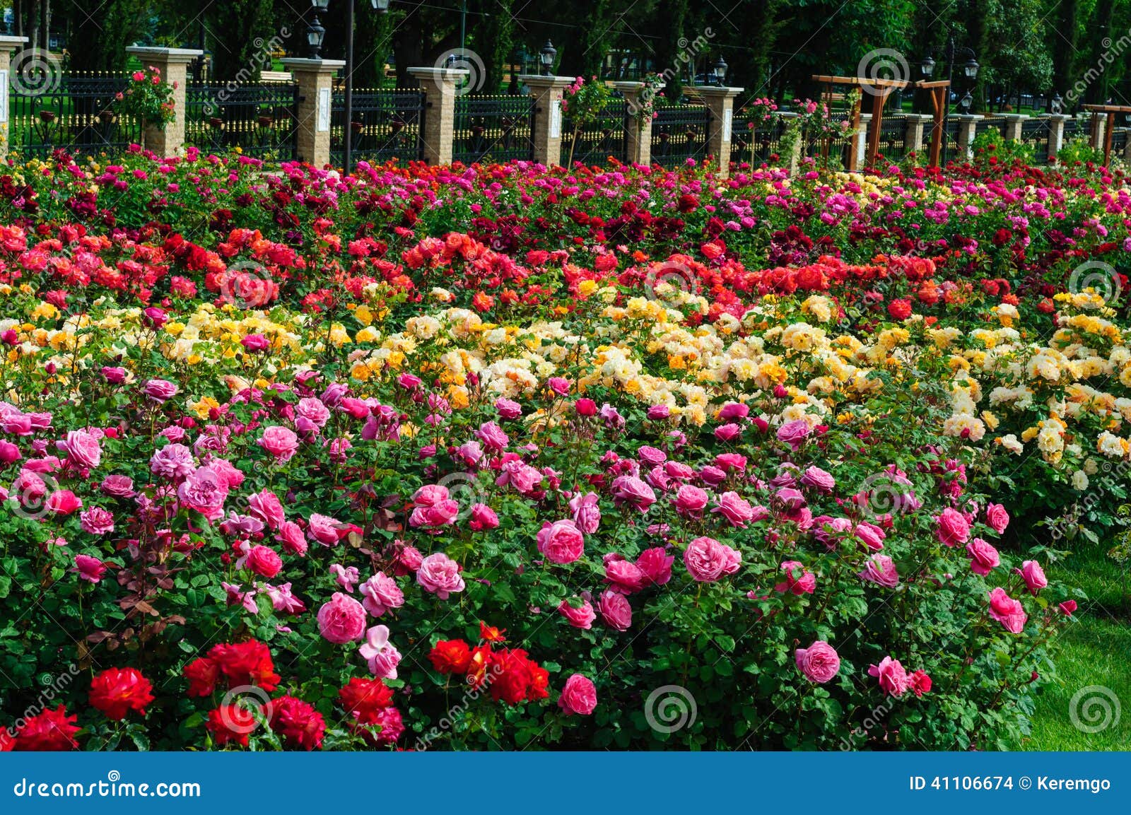 Jardin des roses photo stock. Image du parfumé, développé - 41106674