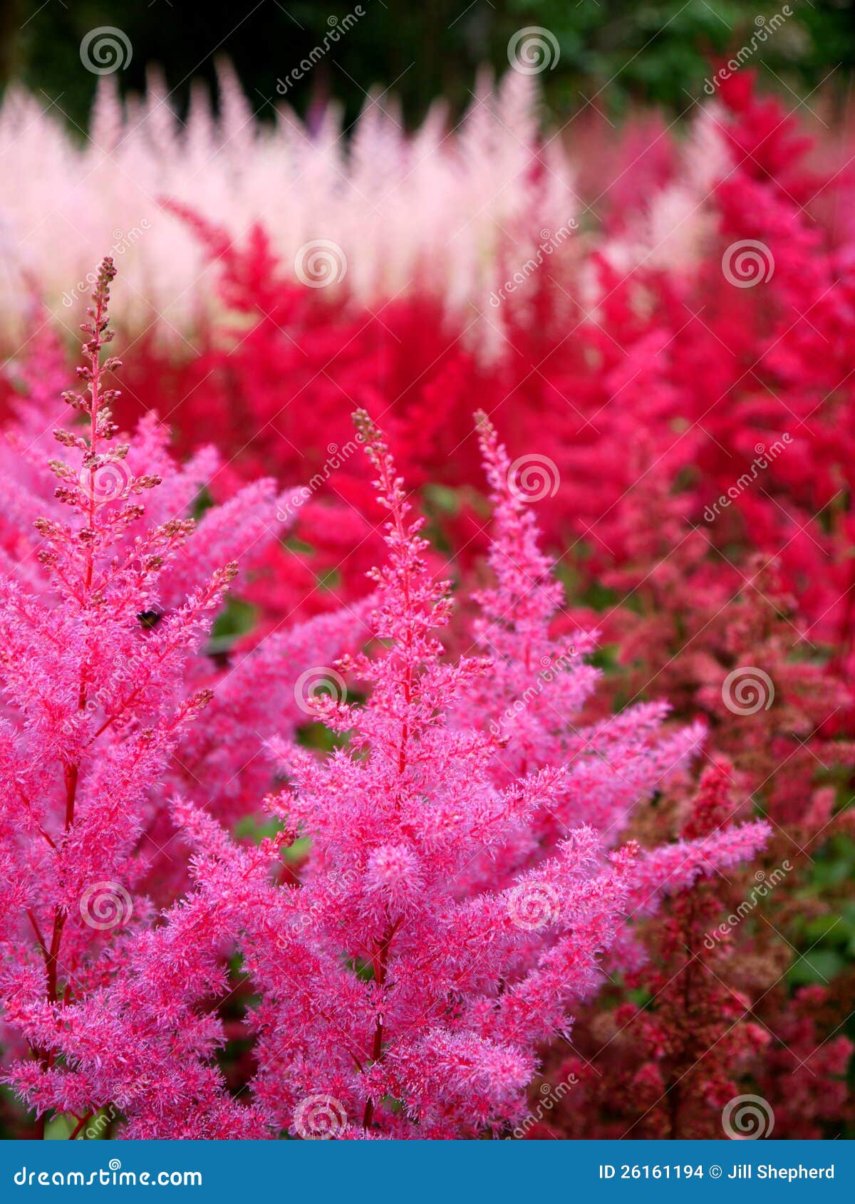 Jardin : Fleurs Roses Et Rouges D'Astilbe Photo stock - Image du masse ...