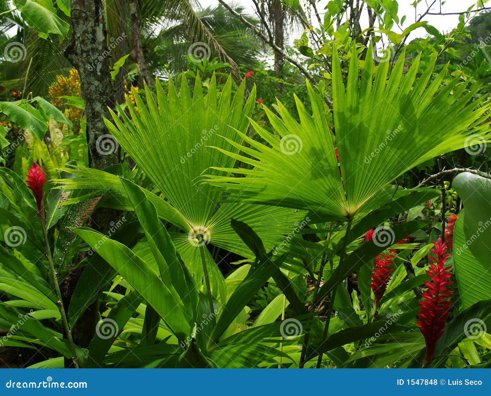 Jardin tropical photo stock. Image du floral, fleur, carmin - 1547848