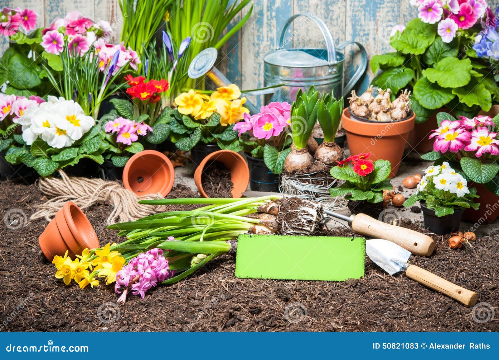 Jardinage image stock. Image du jardinage, fleur, jonquilles - 50821083