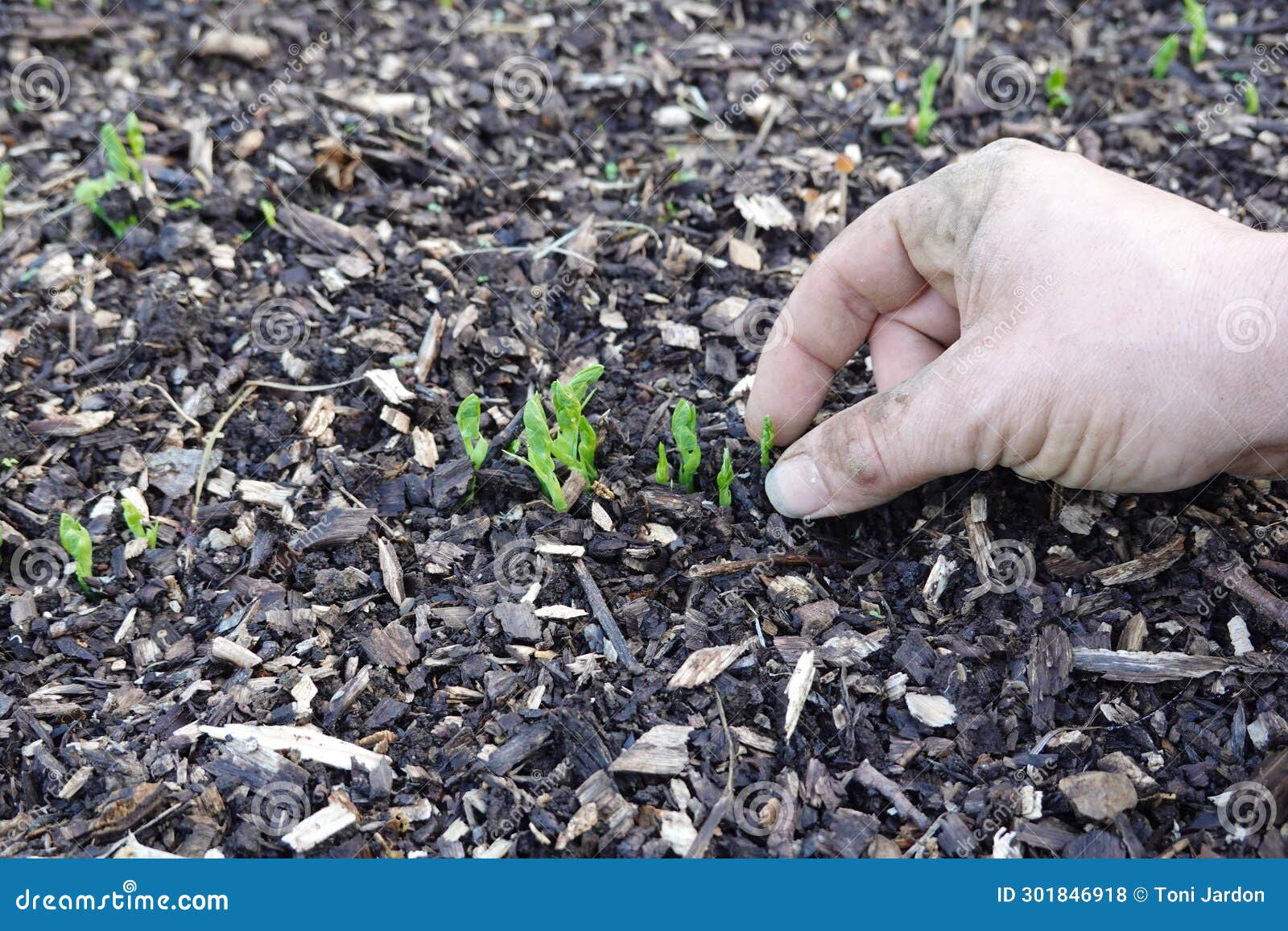 Jardinero Limpia Las Plantas De Arveja Juntas En El Huerto. Planta De ... Jardinero Limpia Las Plantas De Arveja Juntas En El Huerto. Planta De ...