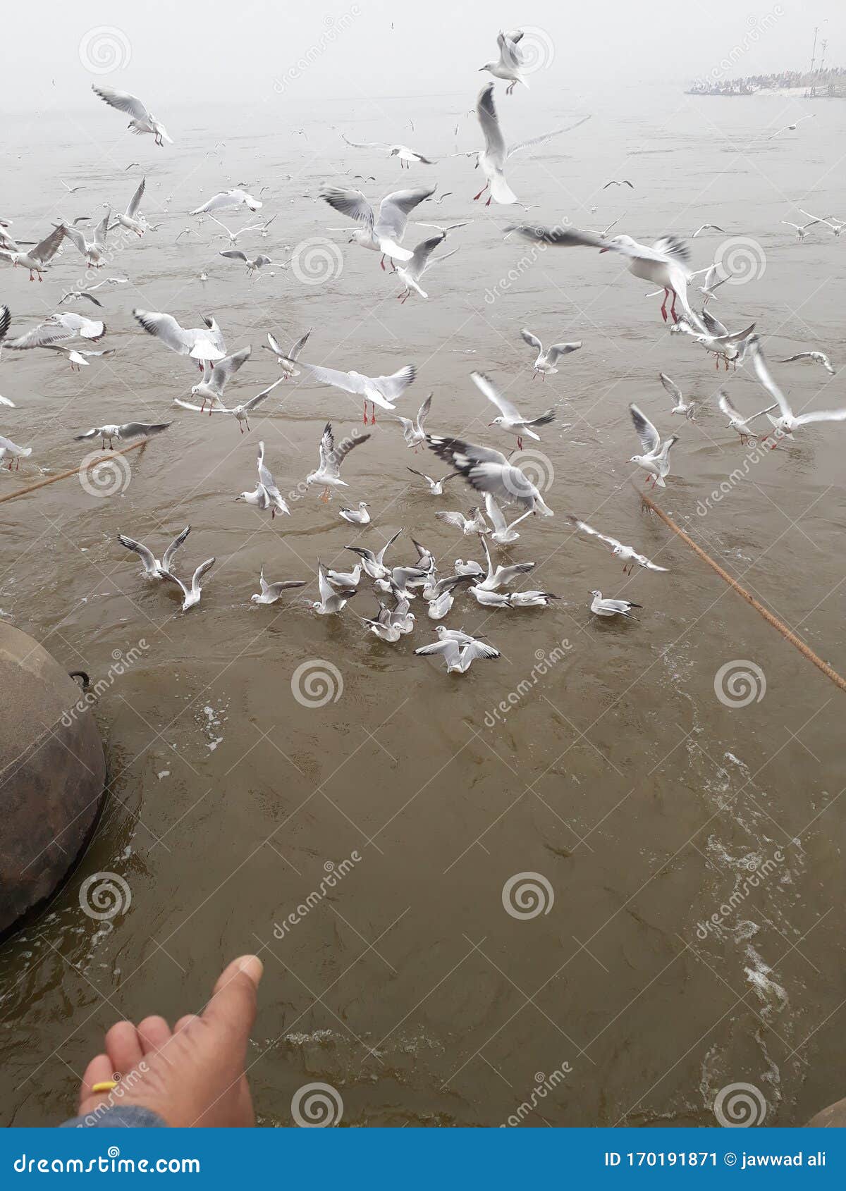 Jarmani Bird is India River is Ganga Stock Image - Image of river, bird ...