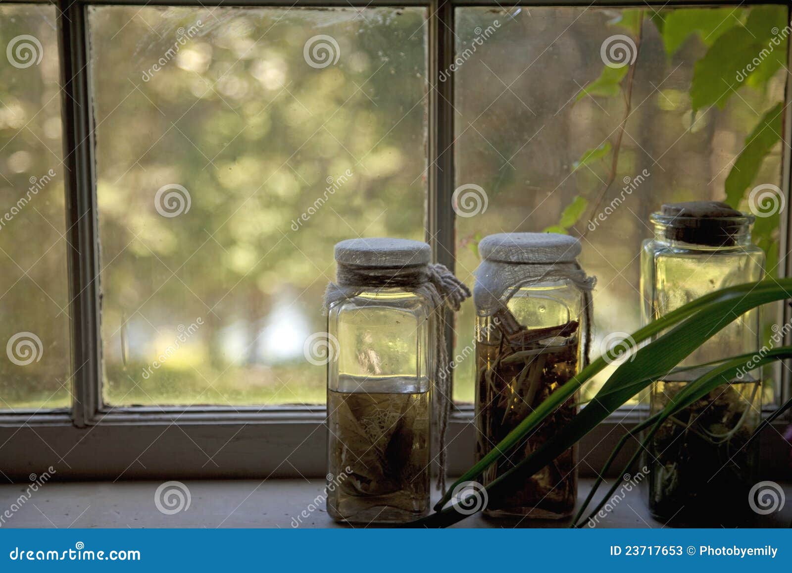 Jars in the Window stock image. Image of trio, plant - 23717653